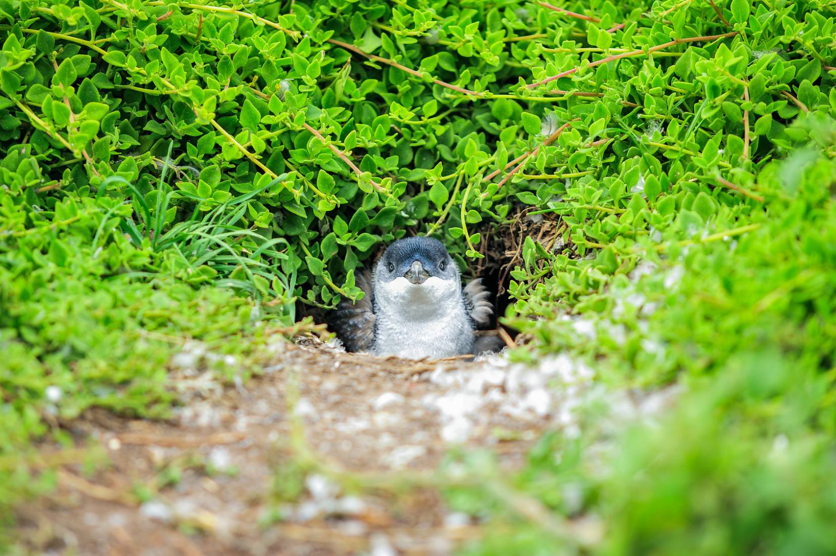 Experience Melbourne Best Wildlife Experiences The Sebel experience-melbourne-best-wildlife-experiences-the-sebel