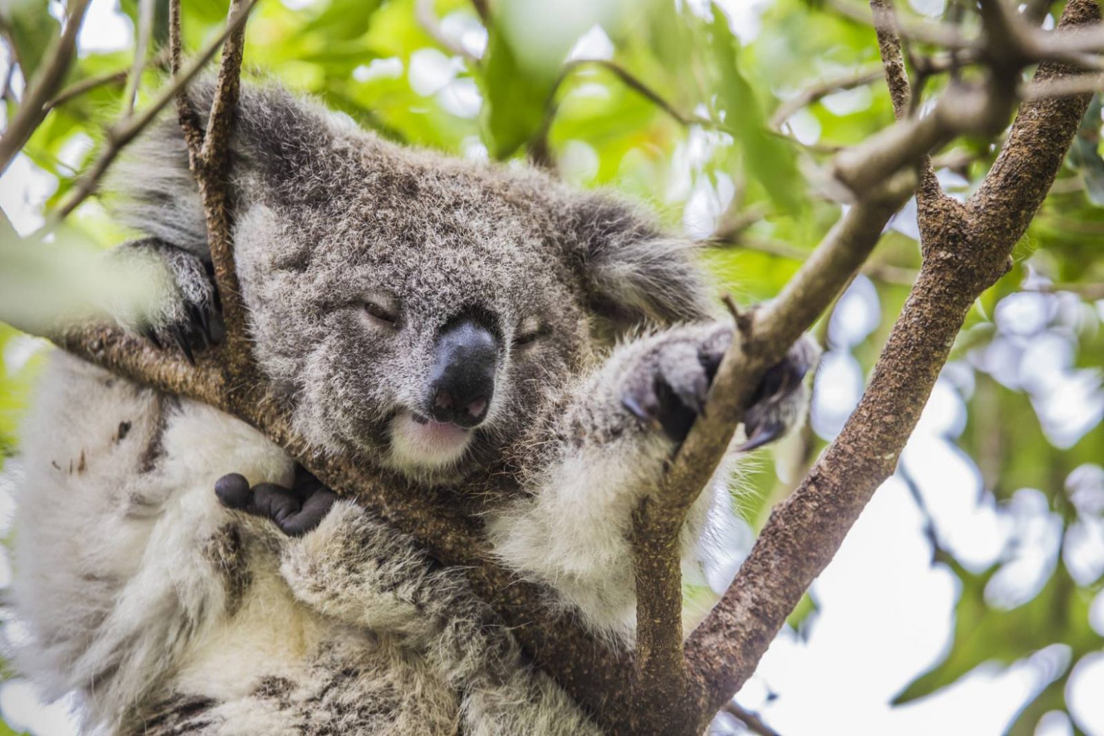Experience Melbourne Best Wildlife Experiences The Sebel experience-melbourne-best-wildlife-experiences-the-sebel